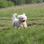 Best Puppy Training Guide - Top Tips For Raising a Well-Trained Puppy